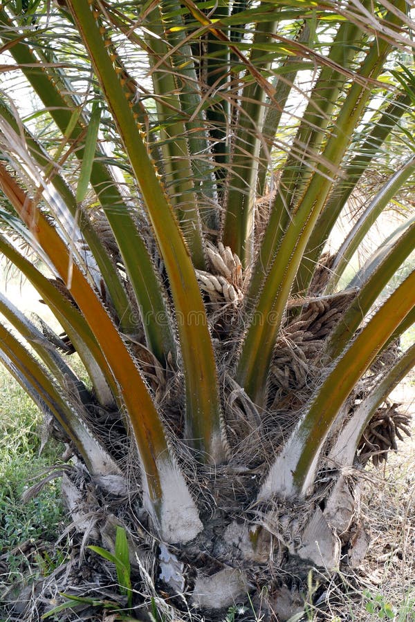 Palm, Closeup Oil Palm Tree, Palm Garden, Palm Plantation Stock Image ...