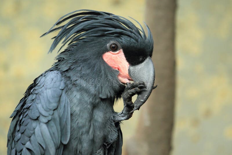 Palm cockatoo stock photo. Image of black, animal, probosciger - 26812272