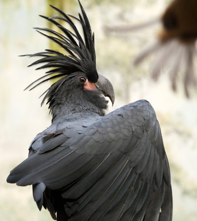 Goliath Cockatoo stock photo. Image of animal, probosciger - 27971282