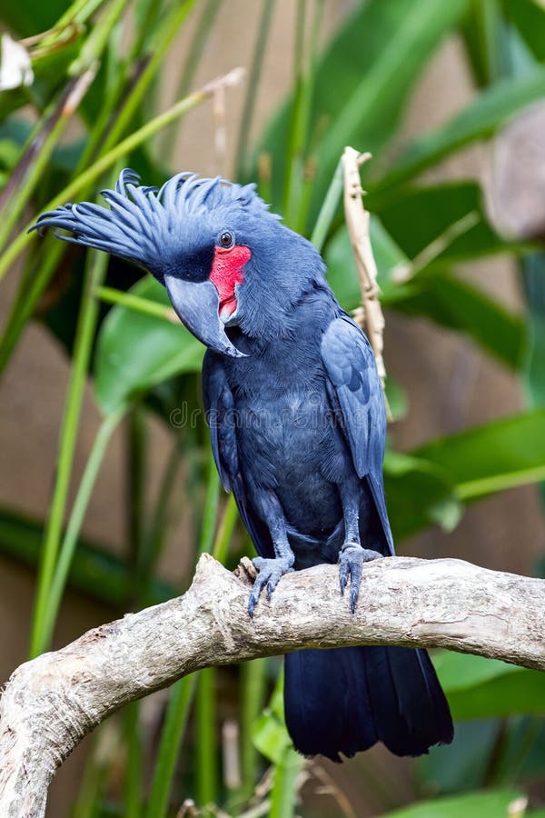 Palm Cockatoo Parrot in Nature Surrounding Stock Image - Image of bali ...