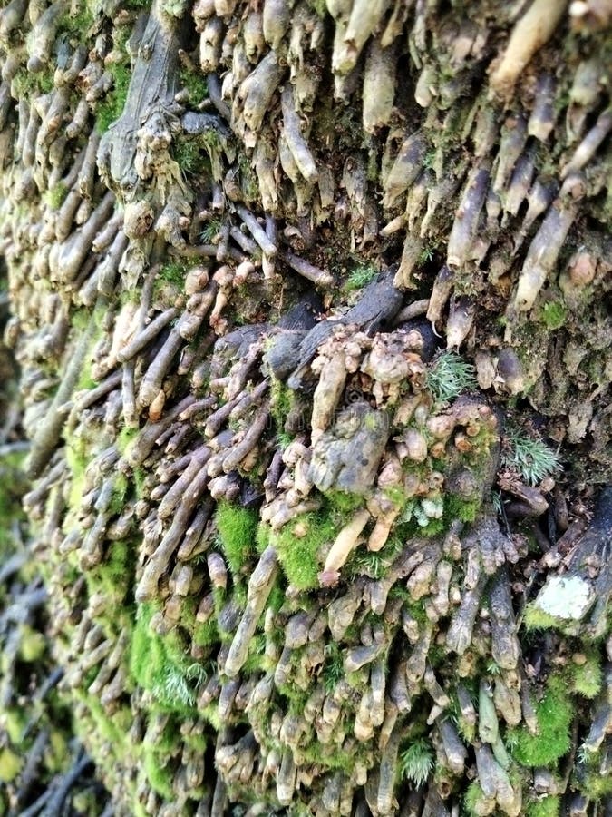 Palm coconut root stock image. Image of woodland, plant - 248758471