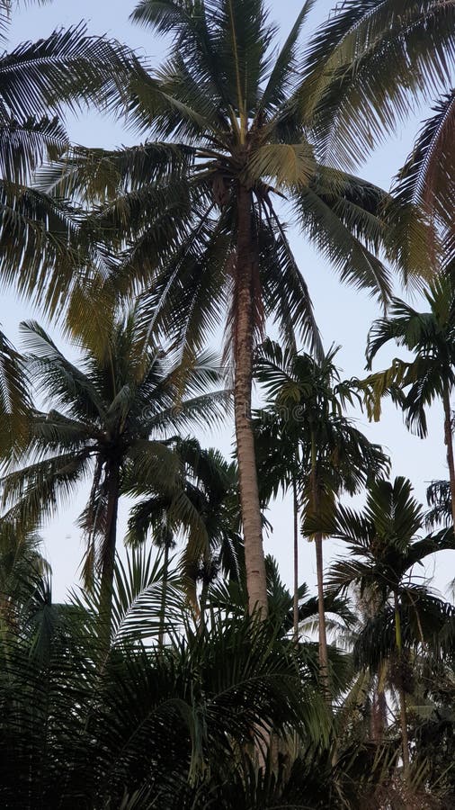 Tropical coconut tree stock photo. Image of tropical - 236349416