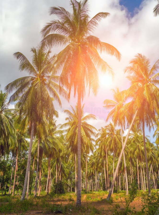 Sun Rays through the Coconut Tree Stock Image - Image of coconut ...