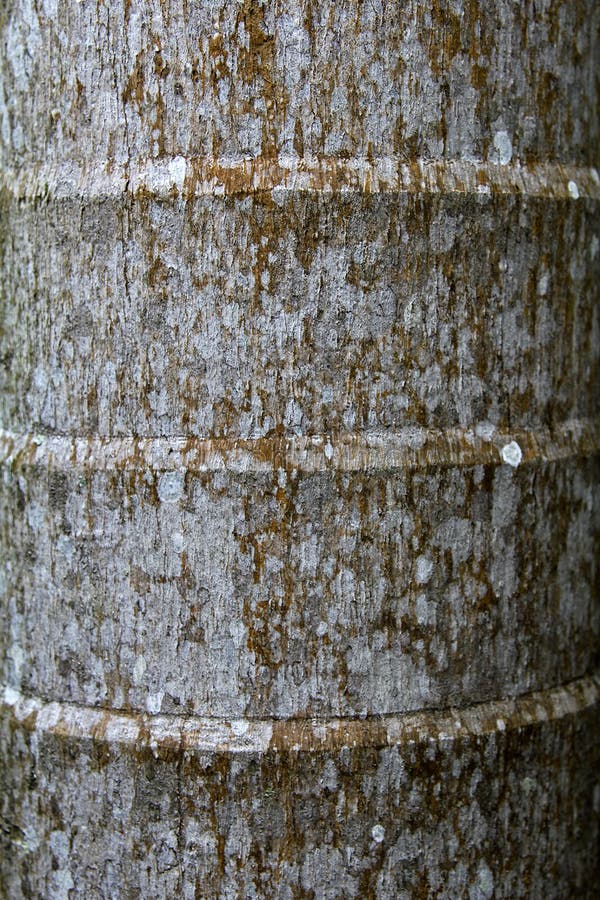 Palm coconut trunk closeup stock image. Image of grow - 48758249