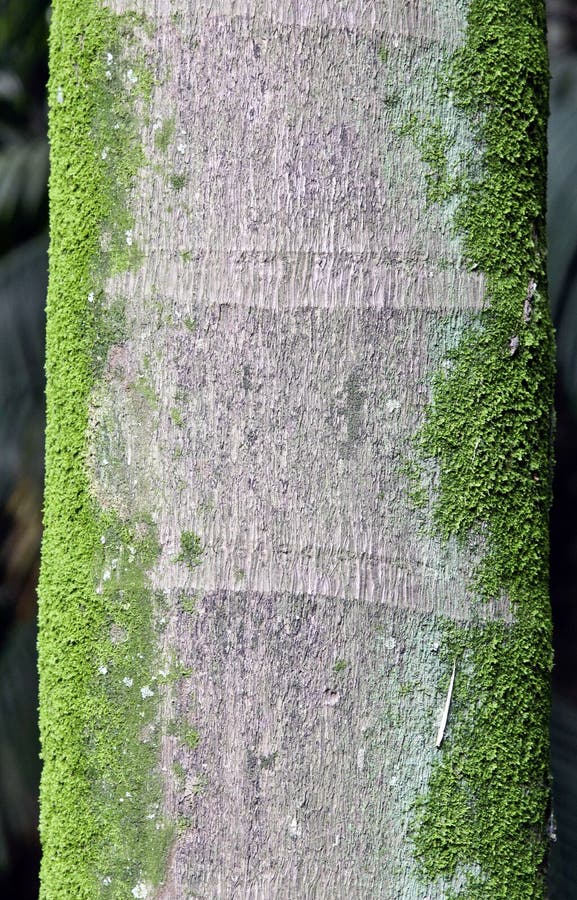 Palm coconut trunk closeup stock image. Image of tree - 48829625