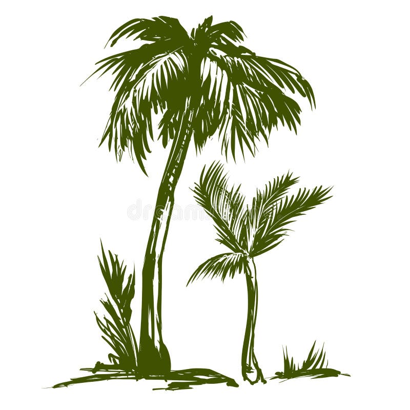 Palm Collection Hand Drawn Vector Illustration Sketch Stock Vector ...