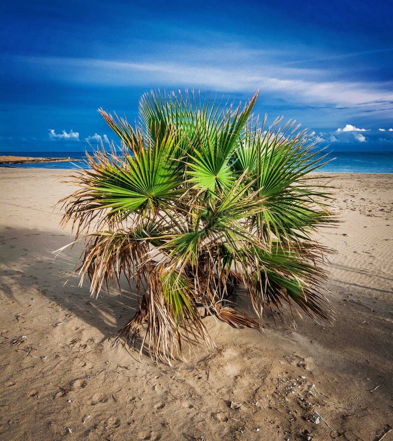 PALM-CRETE ISLAND-INTRALEX 2016 Image stock - Image du arbre, paume ...