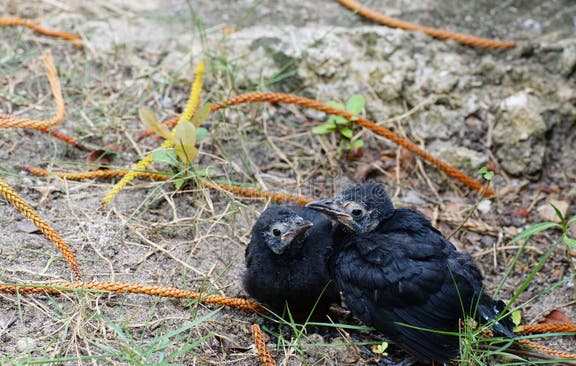 Palm crow stock image. Image of wildlife, dominican, carefully - 84124709