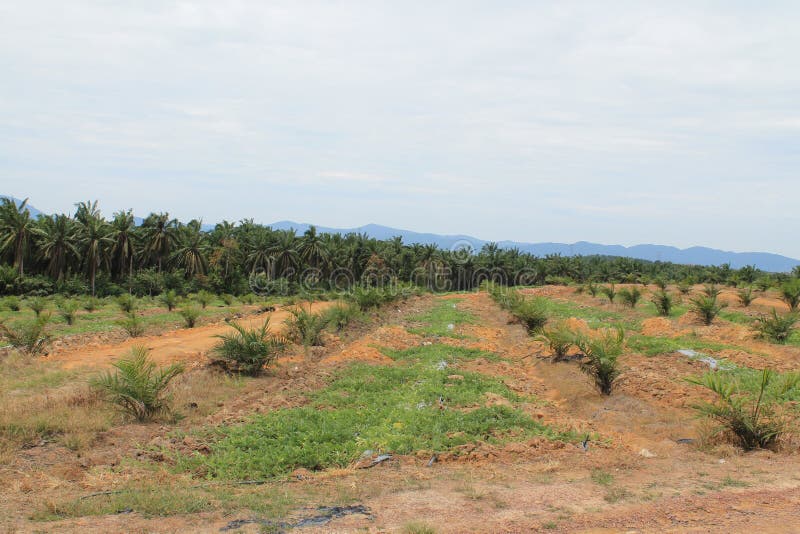 Oil Palm Cultivation stock photo. Image of natural, commodity - 4294776