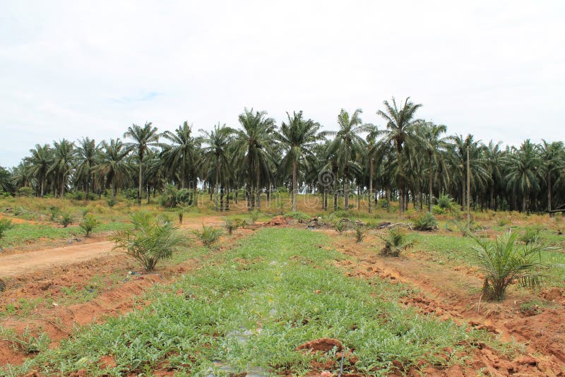 Oil Palm Cultivation stock photo. Image of natural, commodity - 4294776