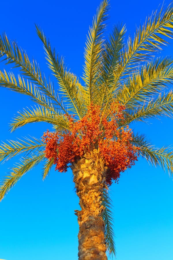Date palm stock photo. Image of greenery, vegetables - 103235362