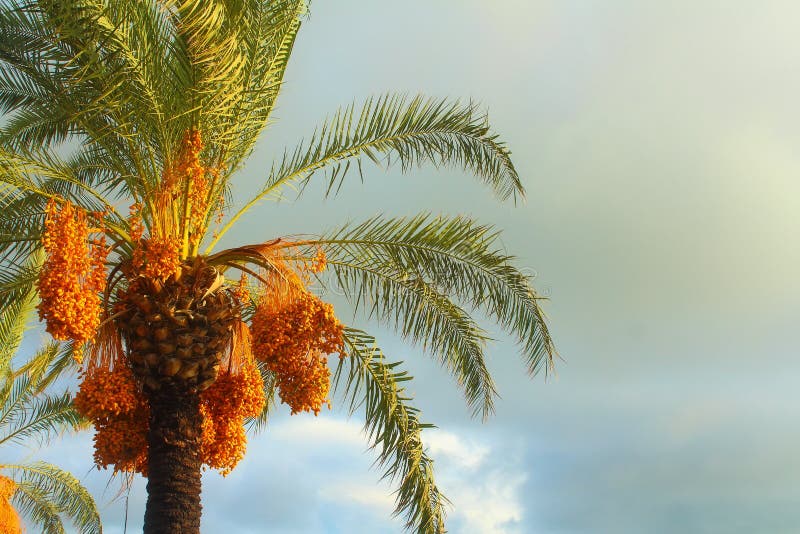 Date palm stock image. Image of crown, date, alanya - 103327269