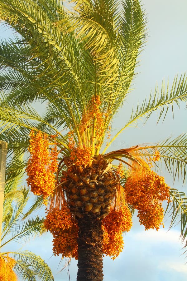 Date palm stock photo. Image of plant, leaf, berry, food - 103327596