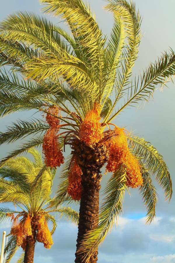 Date palm stock image. Image of foliage, sunny, botanic - 103327861