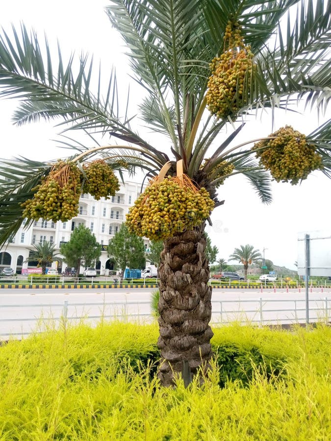 A Palm Dates Tree with Sweet Stock Image - Image of tree, froo: 259750041