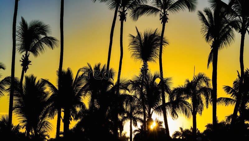 Palm dawn morning stock image. Image of dusk, relaxation - 78332907