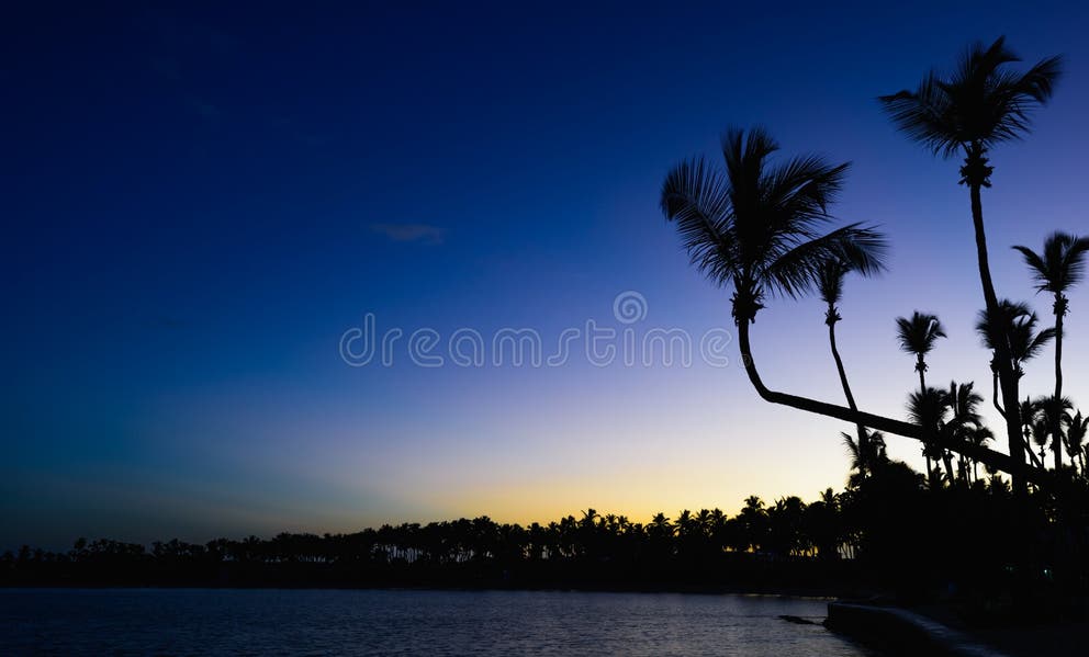 Palm dawn morning stock image. Image of coast, sunshine - 78477229