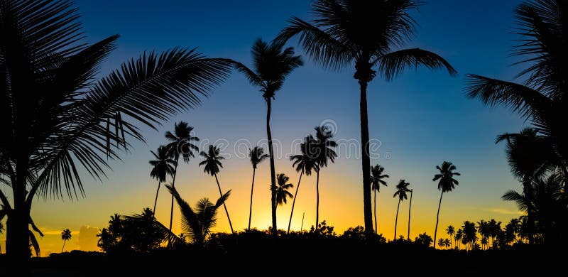 Palm dawn morning stock image. Image of blue, light, sunset - 79974471