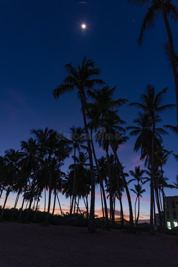 Palm dawn morning stock image. Image of dusk, landscape - 79974933