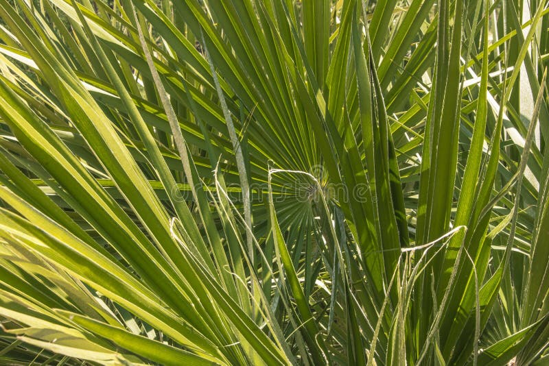 Palm detail Texture stock photo. Image of exotic, brown - 150270046