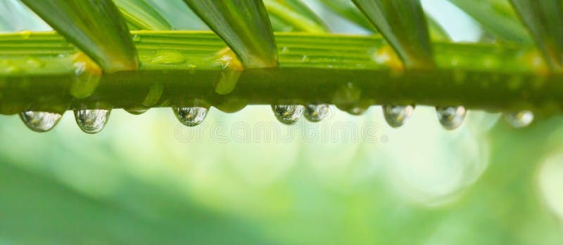 Palm Driplets stock image. Image of rain, abstract, drop - 39107403