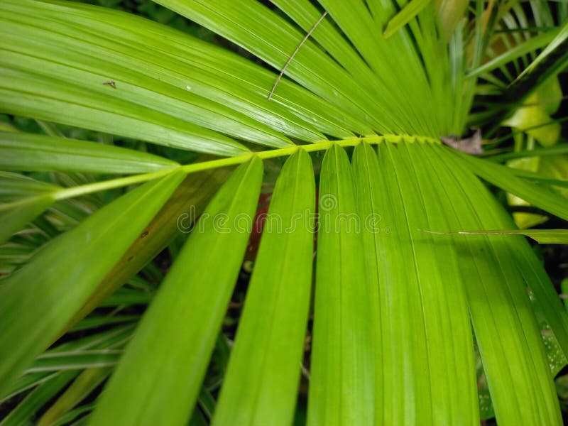Palm for Easter Celebration on Sunday Malucas Stock Image - Image of ...
