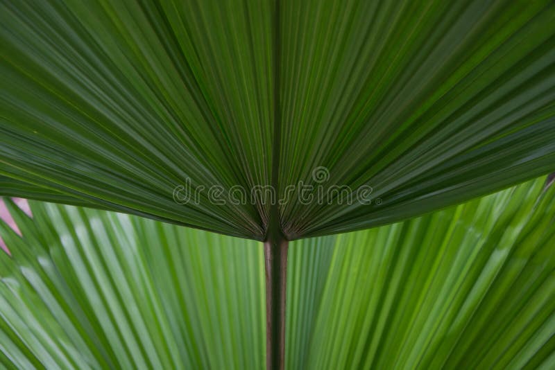 Palm, Fan Palm, Palm Leaf, Hastula or Ligule Stock Photo - Image of ...