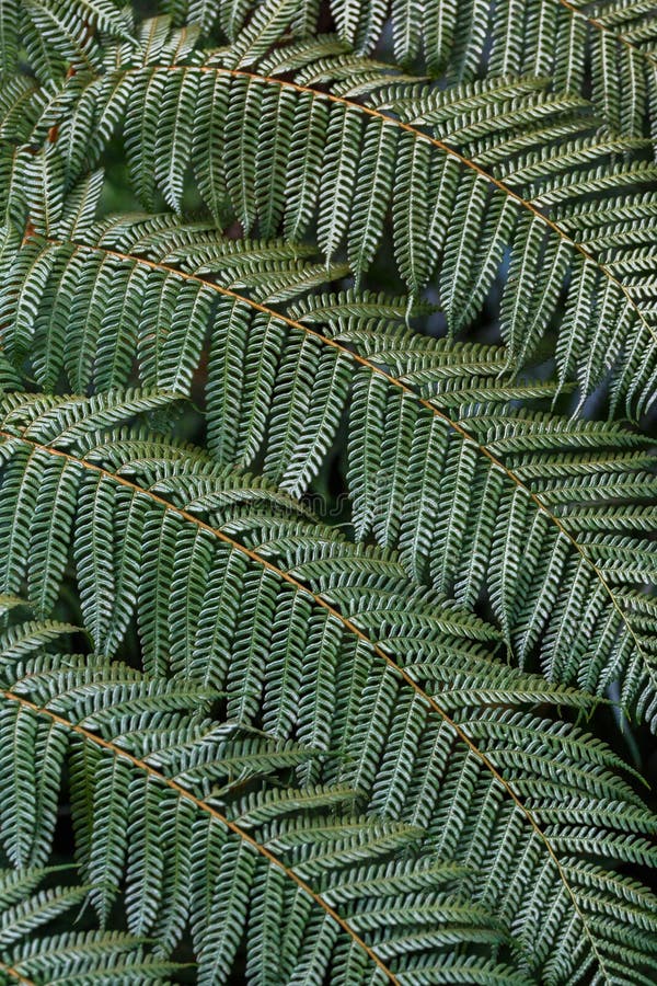 Palm fern detail stock image. Image of cycad, photosynthesis - 132171451