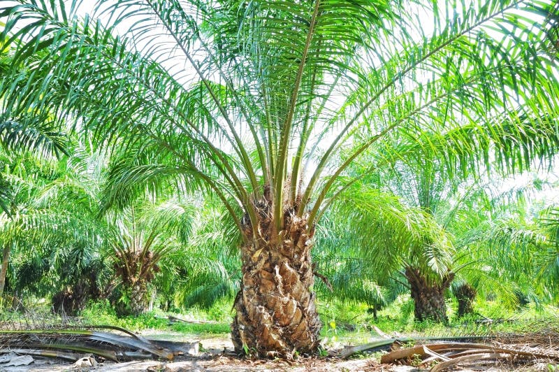 Palm field stock photo. Image of growth, tropical, field - 18904094