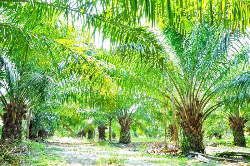 Palm field stock photo. Image of farm, palm, field, plant - 18904134