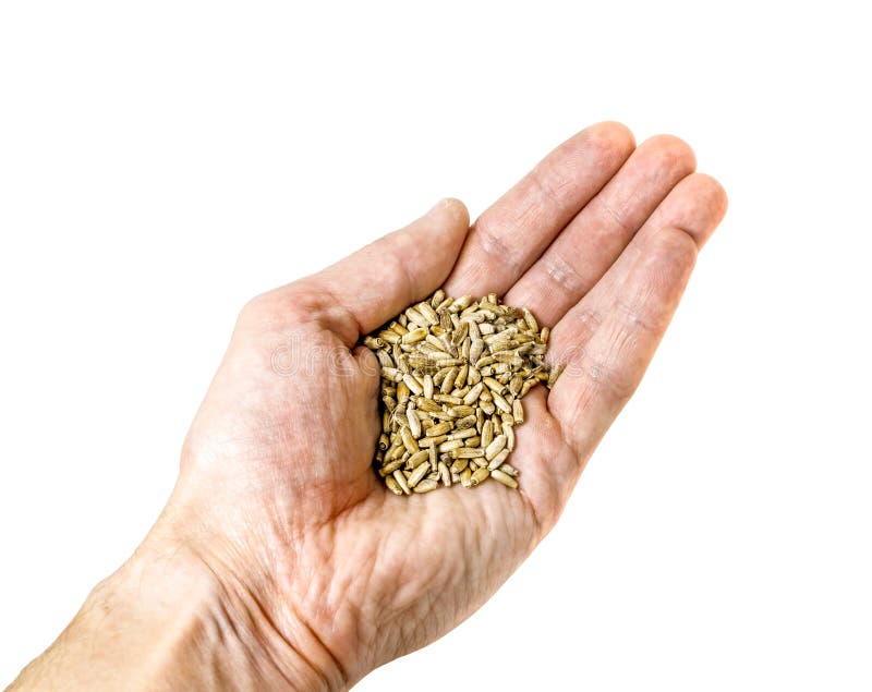 A Palm Filled with Grain Isolated on White Background Stock Photo ...