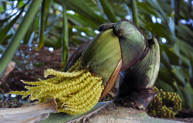 Palm Flower Picture. Image: 2025065