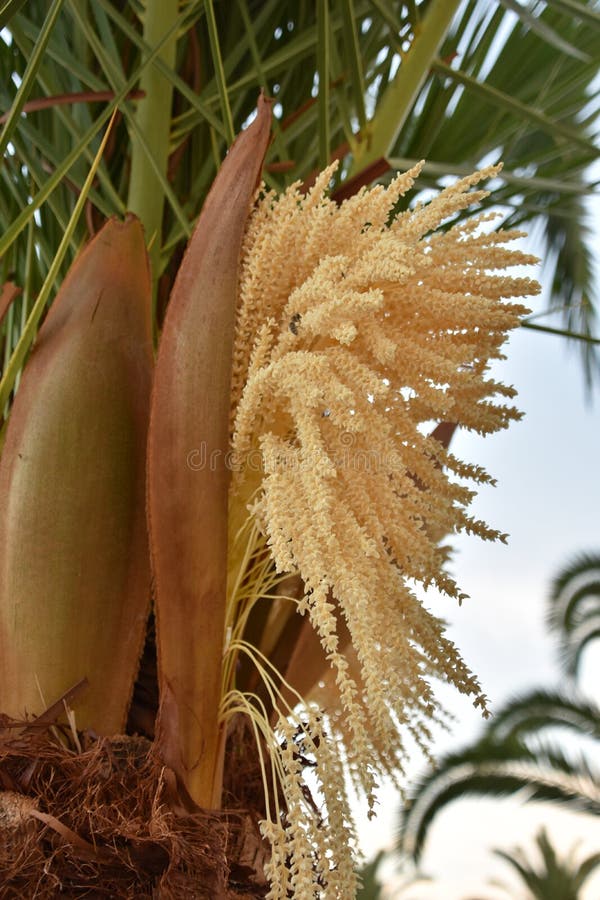 Palm flower stock image. Image of flora, algarve, beautiful - 91139627