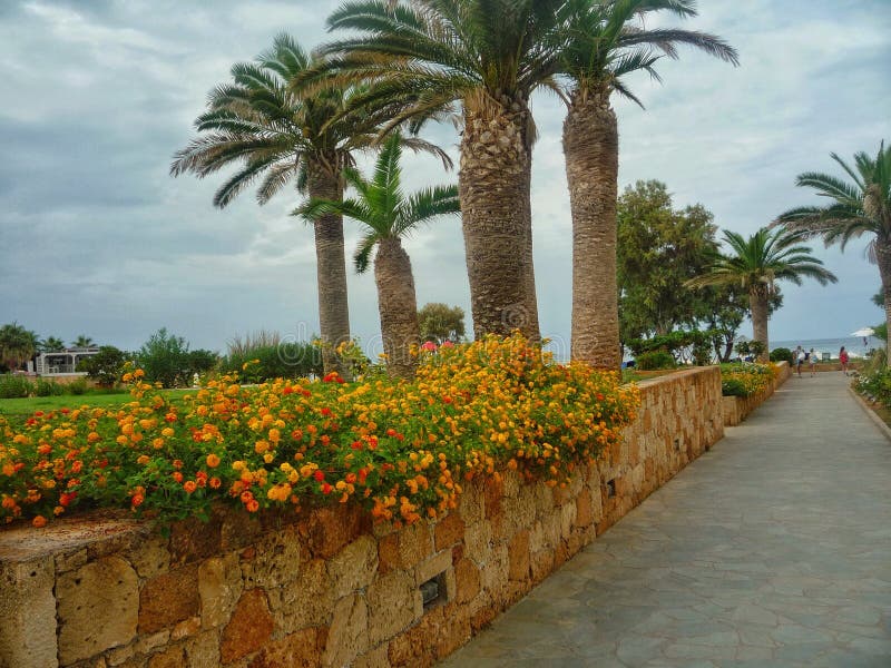 Palm stock image. Image of palm, crete, summer, holiday - 106731435