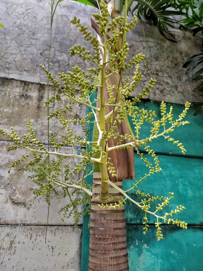 Palm Flower in the Short Palm Tree Stock Image - Image of building ...