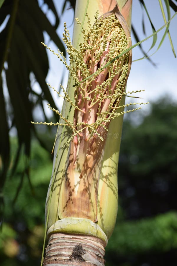 Palm flower stock image. Image of palm, dried, flower - 60577861