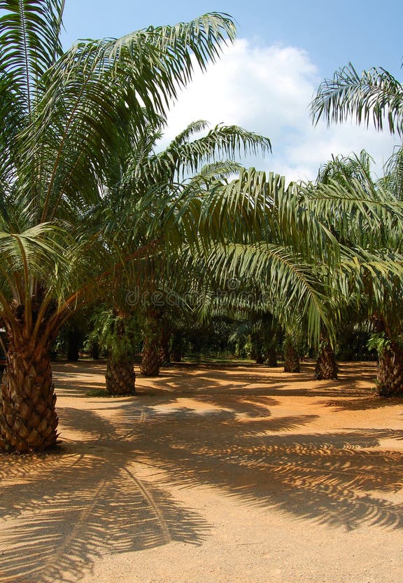 Palm forest stock photo. Image of shadow, summer, tranquility - 2030724