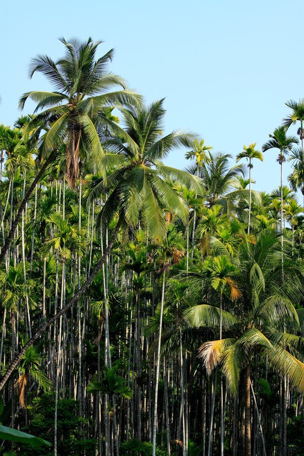 Pinang Palm Tree stock photo. Image of paradise, fruit - 17120428