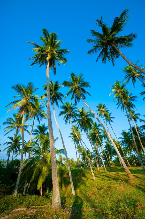 Palm forest stock image. Image of foliage, light, island - 26387641