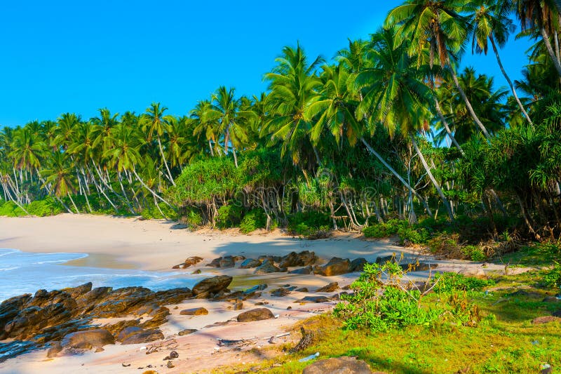 Palm forest stock image. Image of lush, morning, coconut - 26387599
