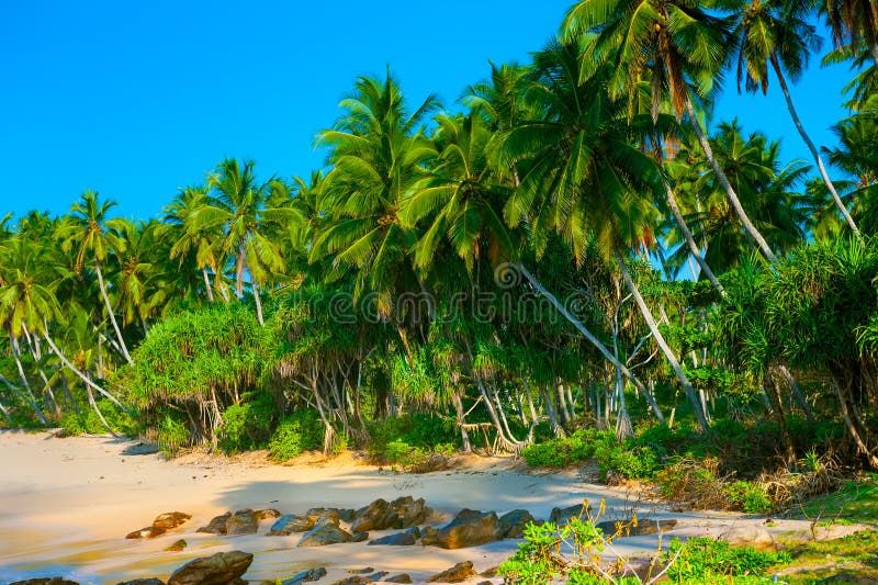 Palm forest stock image. Image of foliage, light, island - 26387641