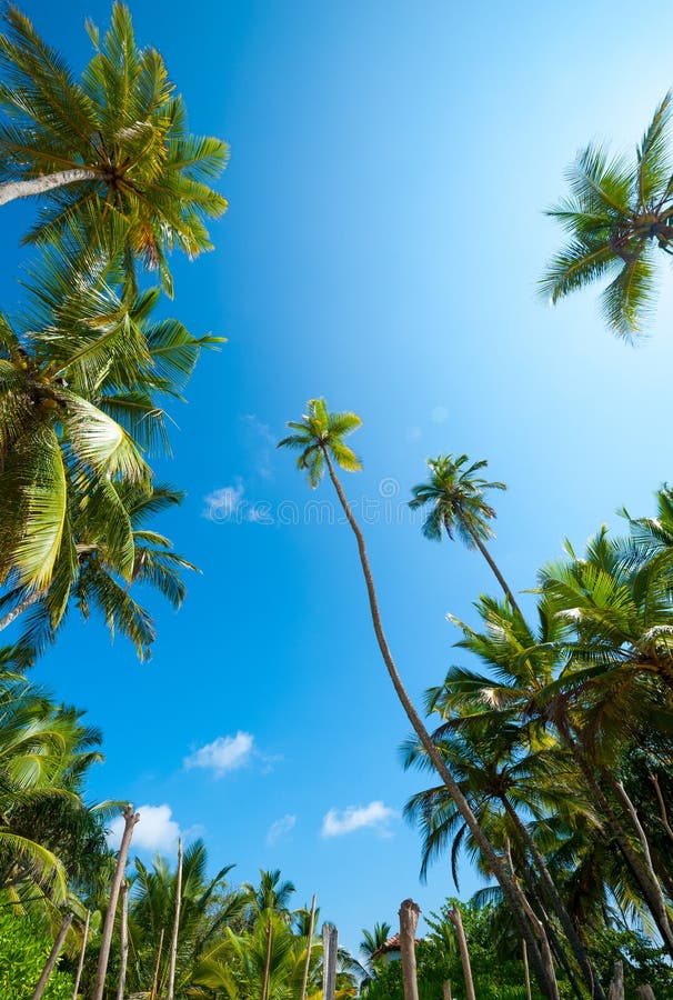 Palm forest stock image. Image of nature, flower, botany - 27972005
