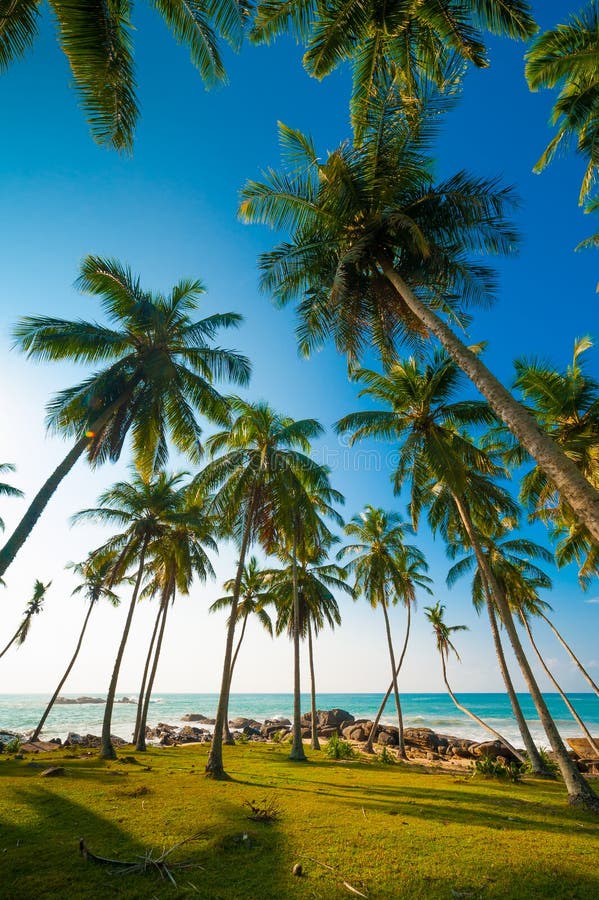 Palm forest stock photo. Image of light, outside, growth - 28336428