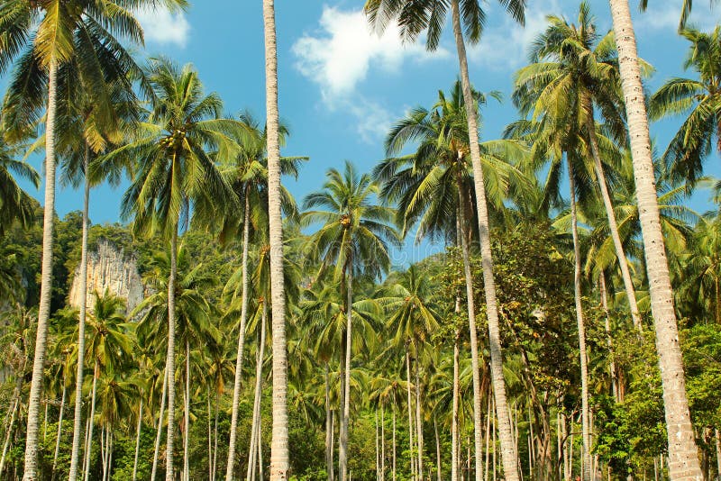 Palm Forest, Abstract Tropical Background Stock Photo - Image of ...