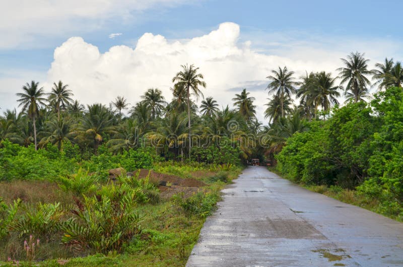 Palm Forest Around a Rural Road in Caramoan, Philippines Stock Image ...