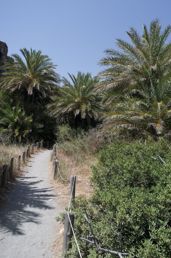 Palm forest in Crete stock photo. Image of palm, forest - 54159748
