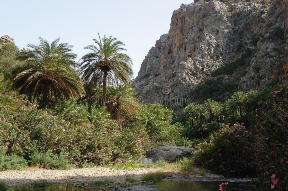 Palm forest in Crete stock image. Image of palm, gorge - 54160393