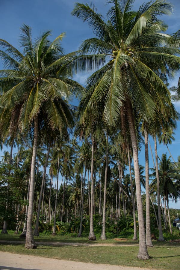 Palm Forest with Green Grass on Blue Sky Background Stock Photo - Image ...