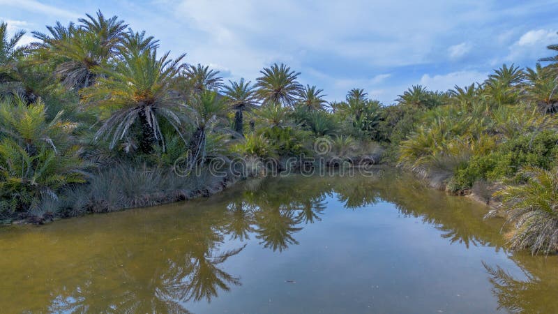 The Palm Forest Vai in Crete Stock Image - Image of plant, palm: 270396559