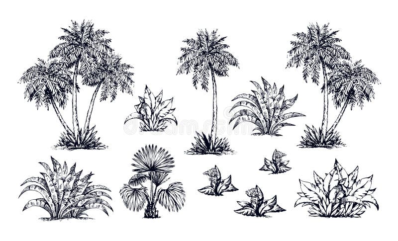 Palm Forest. Vector Drawing Stock Vector - Illustration of drawing ...